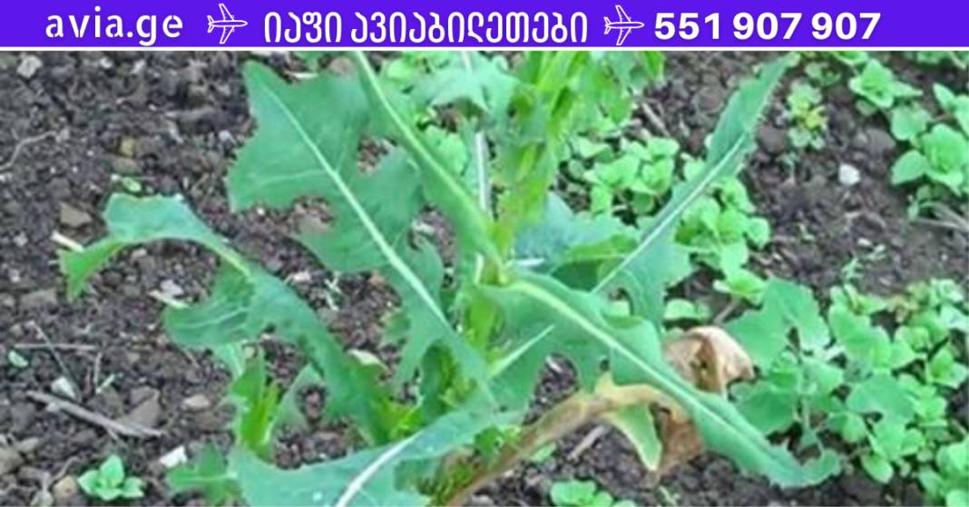 ოპიუმი ბუნებრივი ტკივილგამაყუჩებელი საშუალება რომელიც თქვენივე ბაღში